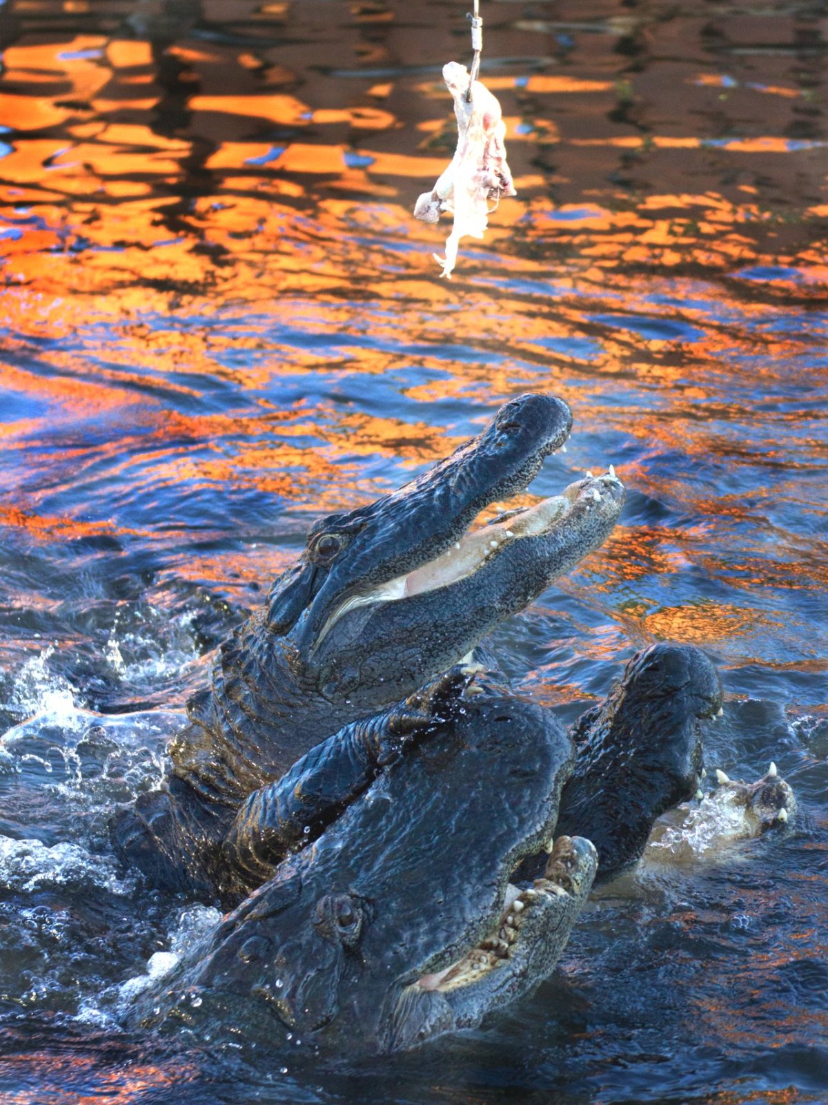 Shows – Gatorland