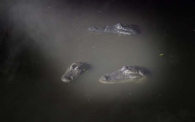 Gator Night Shine – Gatorland